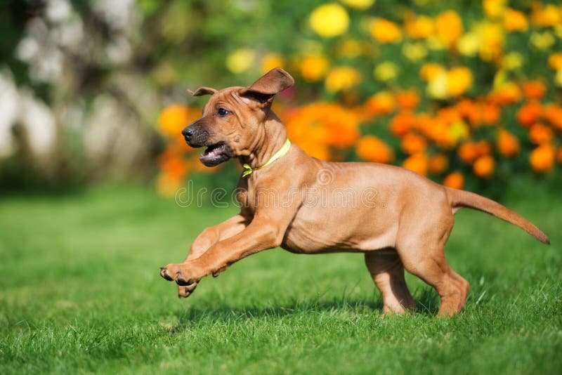 Rhodesian Ridgeback Puppy Playing Outdoors Stock Photo - Image of ...