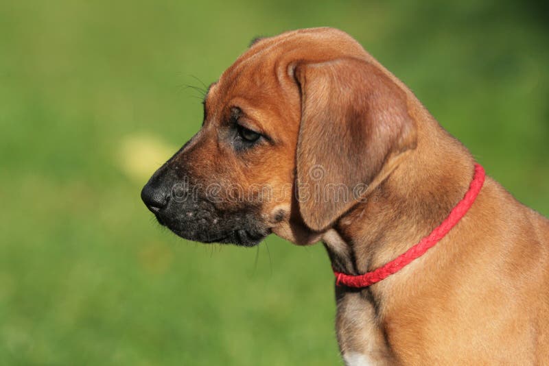 Liver Nose Rhodesian Ridgeback Puppy Stock Photo - Image of brown ...