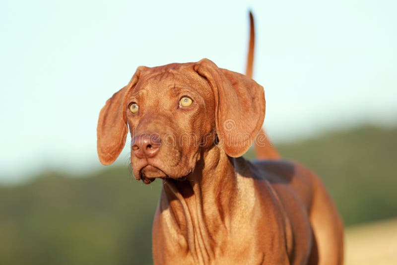 Rhodesian Ridgeback Puppy Portrait Stock Photo - Image of portrait ...