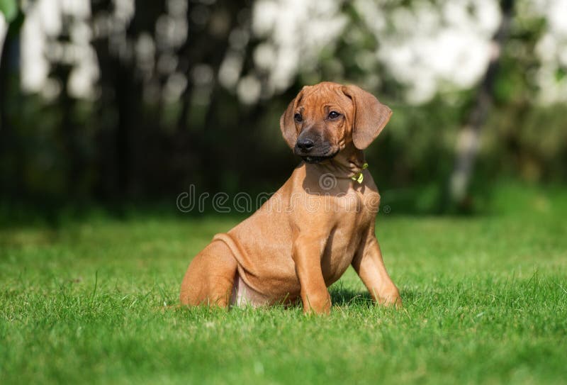 Rhodesian Ridgeback Puppy Portrait Outdoors Stock Photo - Image of head ...