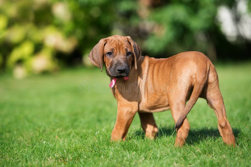 Rhodesian Ridgeback Puppy Portrait Outdoors Stock Image - Image of ...