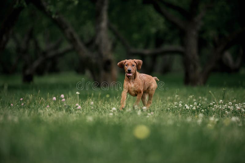 Rhodesian Ridgeback Puppy Running through Green Grass in the Garden ...