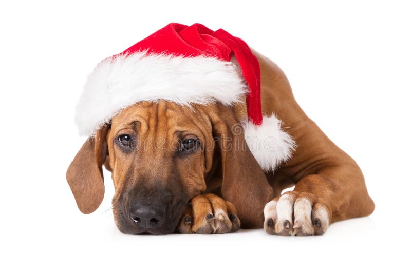 Cute Santa Dog with Christmas Cap Stock Photo - Image of hunting, cute ...