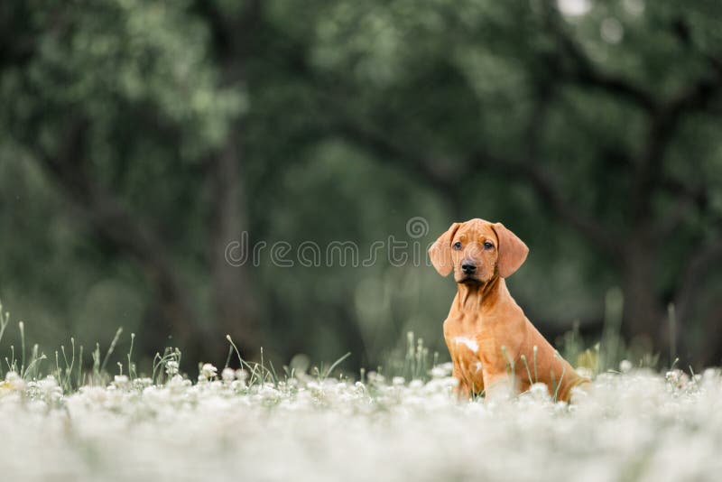 Rhodesian Ridgeback Puppy Sitting on a Flowery Meadow Stock Photo ...
