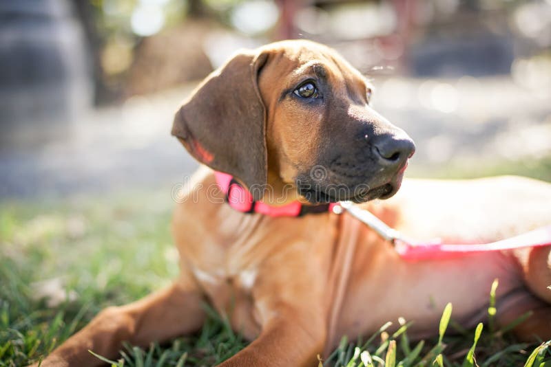 Rhodesian Ridgeback puppy. stock image. Image of grass - 72663359