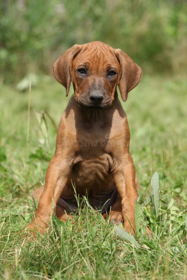 Rhodesian ridgeback puppy stock photo. Image of little - 30184230