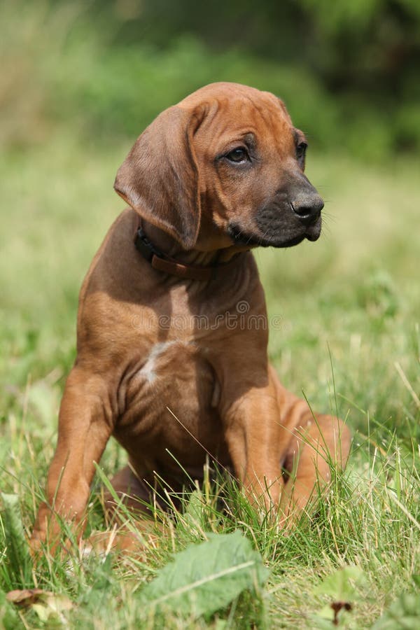 Rhodesian ridgeback puppy stock photo. Image of rhodesian - 30184228