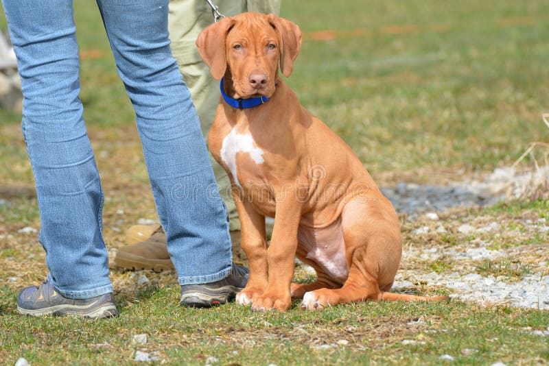 Rhodesian Ridgeback Puppy Sitting in the Sun. Stock Image - Image of ...