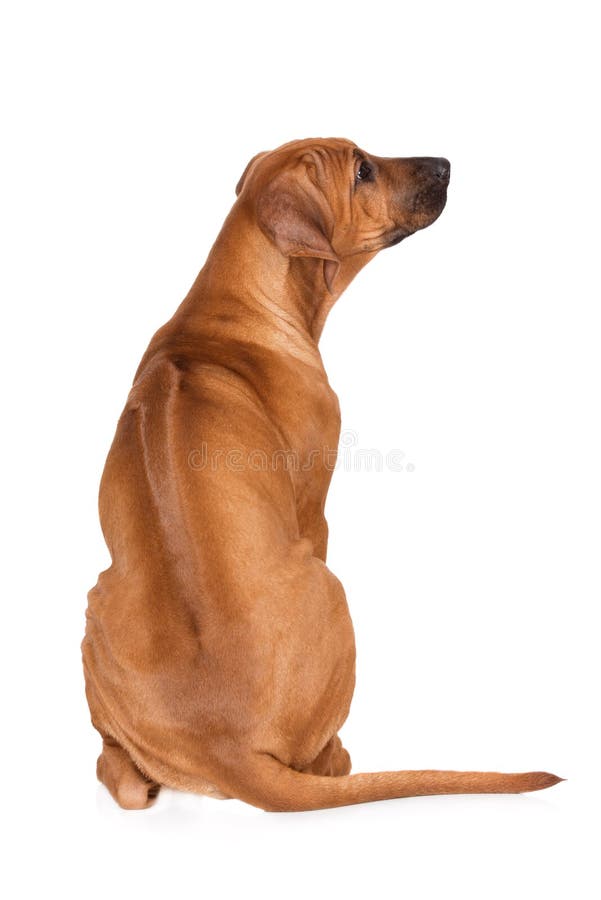 Rhodesian Ridgeback Puppy Sitting on White Stock Image - Image of small ...
