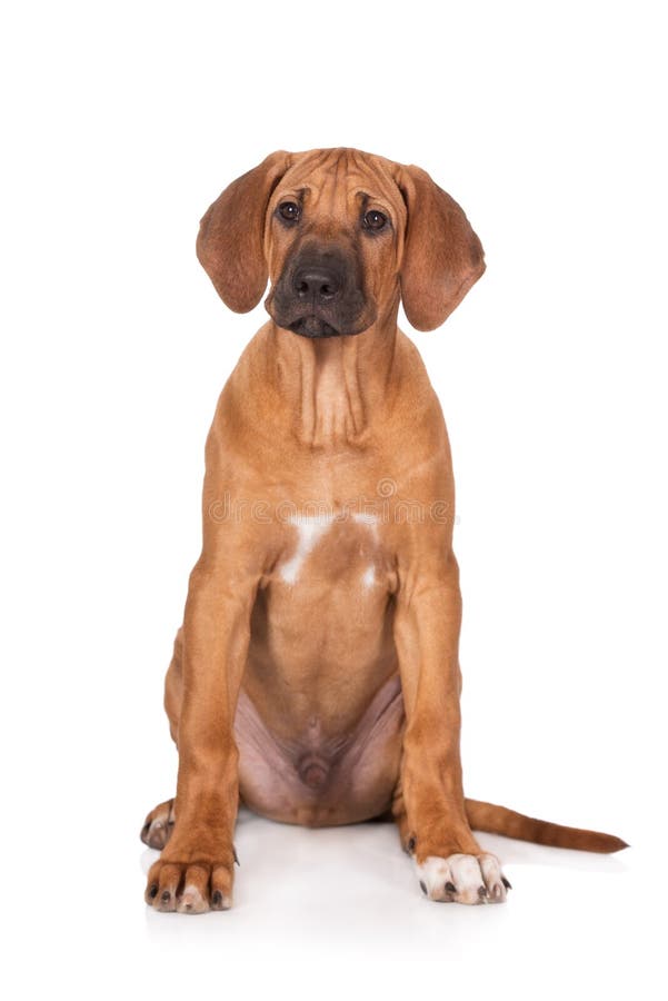 Rhodesian Ridgeback Puppy Sitting on White Stock Photo - Image of puppy ...