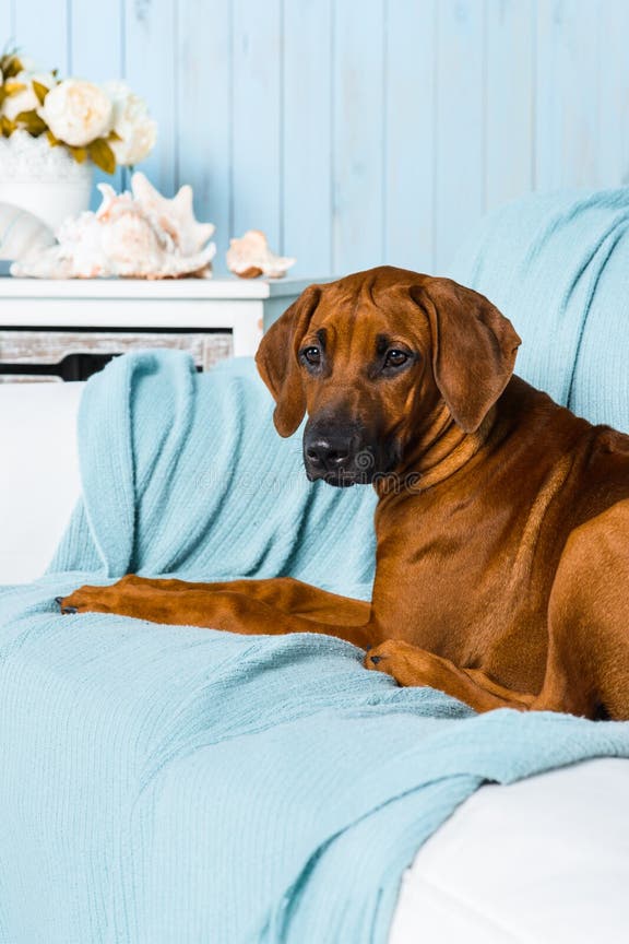 Rhodesian Ridgeback Puppy on Sofa in a Marine Style Interior Stock ...