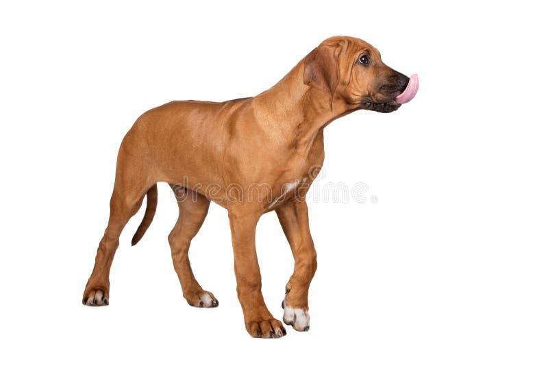 Rhodesian Ridgeback Puppy Standing on White Stock Photo - Image of head ...