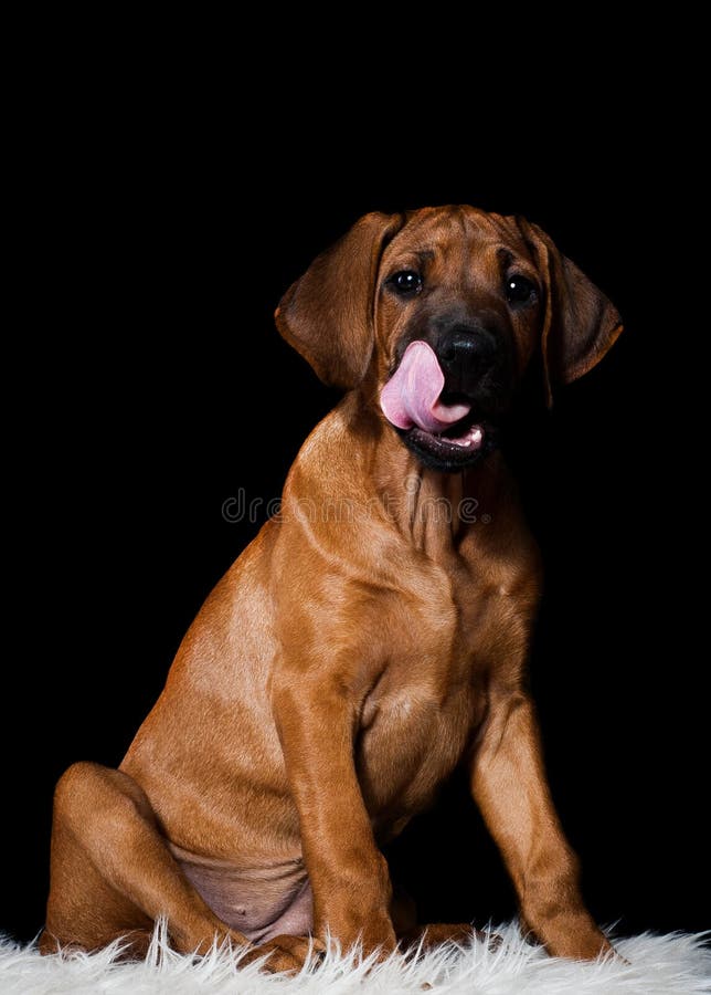 Rhodesian ridgeback stock photo. Image of ridge, tongue - 62555518