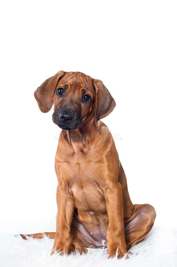 Rhodesian ridgeback stock photo. Image of eyes, licking - 62555542