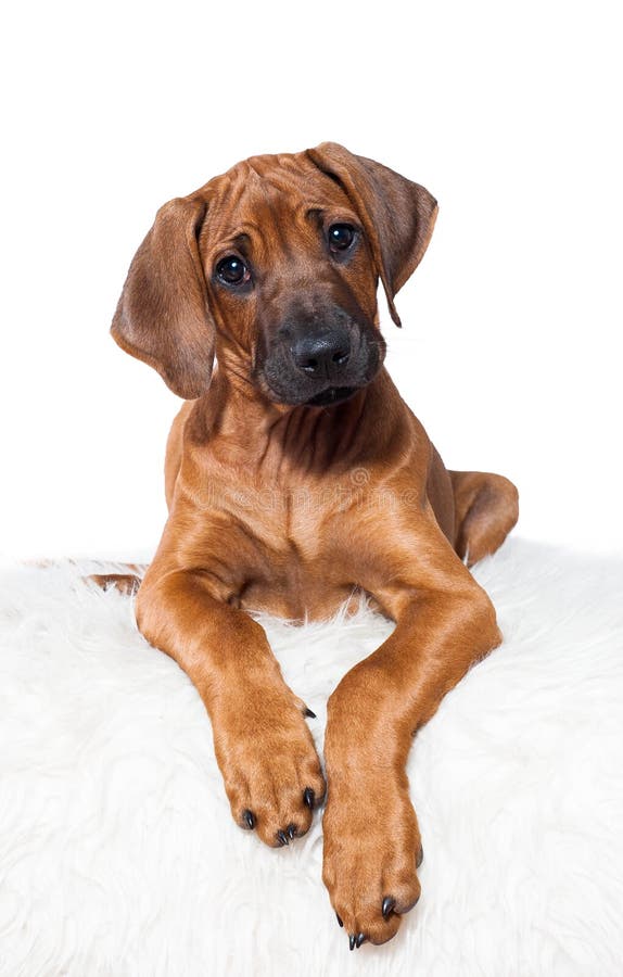 Rhodesian ridgeback stock photo. Image of puppy, mirror - 62555564