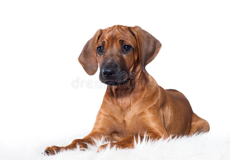 Rhodesian ridgeback stock image. Image of black, tongue - 62555567