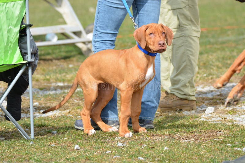 Rhodesian Ridgeback Puppy in the Sun. Stock Photo - Image of ridgeback ...