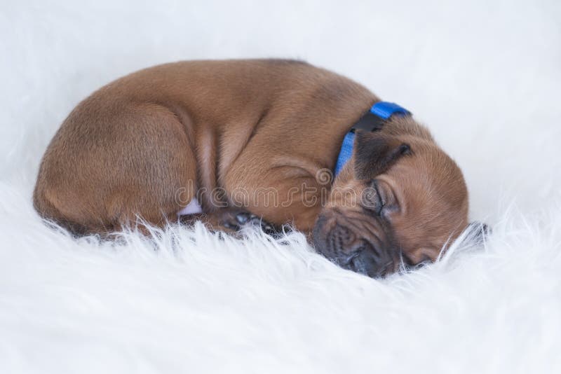 Rhodesian Ridgeback Puppy stock image. Image of snout - 75664683
