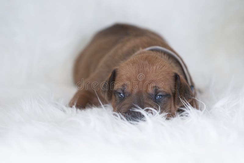 Rhodesian Ridgeback Puppy stock image. Image of rhodesians - 75664751