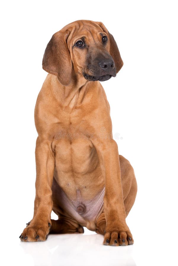 Two Rhodesian Ridgeback Puppies on White Stock Photo - Image of canine ...