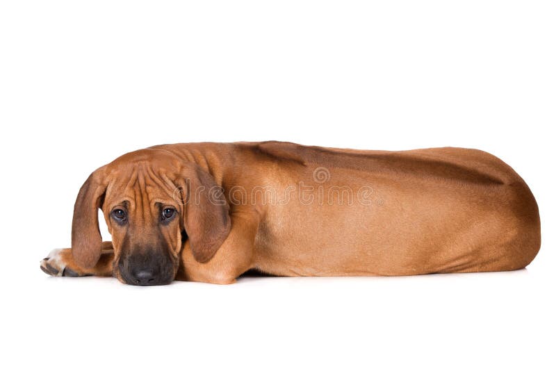Rhodesian Ridgeback Puppy on White Stock Image - Image of small ...