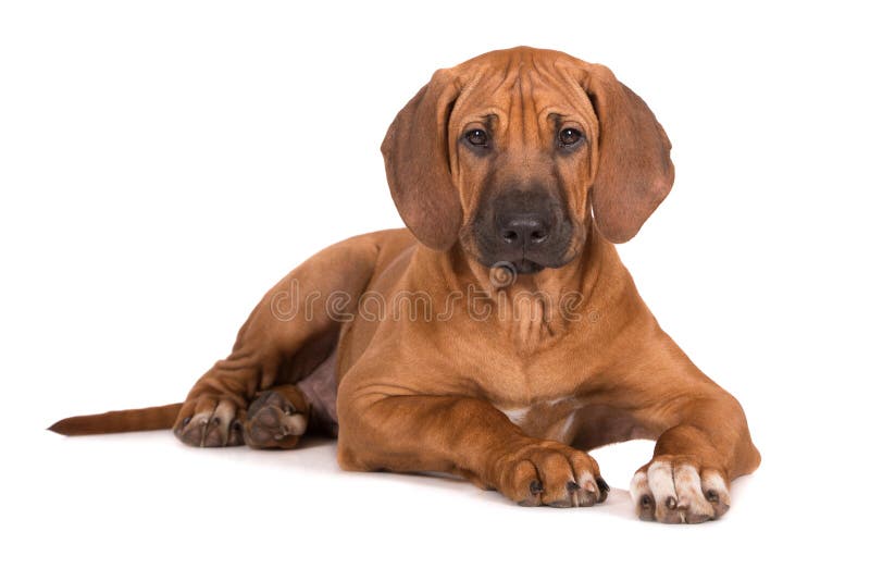 Rhodesian Ridgeback Puppy on White Stock Image - Image of small, studio ...