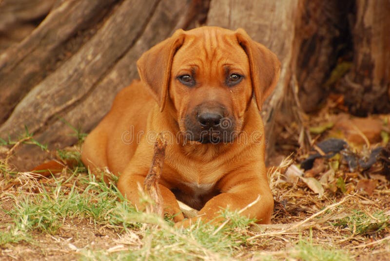 Fat Ridgeback Stock Photos - Free & Royalty-Free Stock Photos from ...