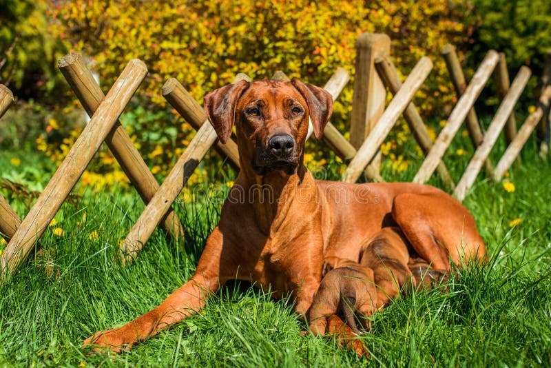 Rhodesian Ridgeback Que Cuida Sus Perritos En El Jardín Foto de archivo ...