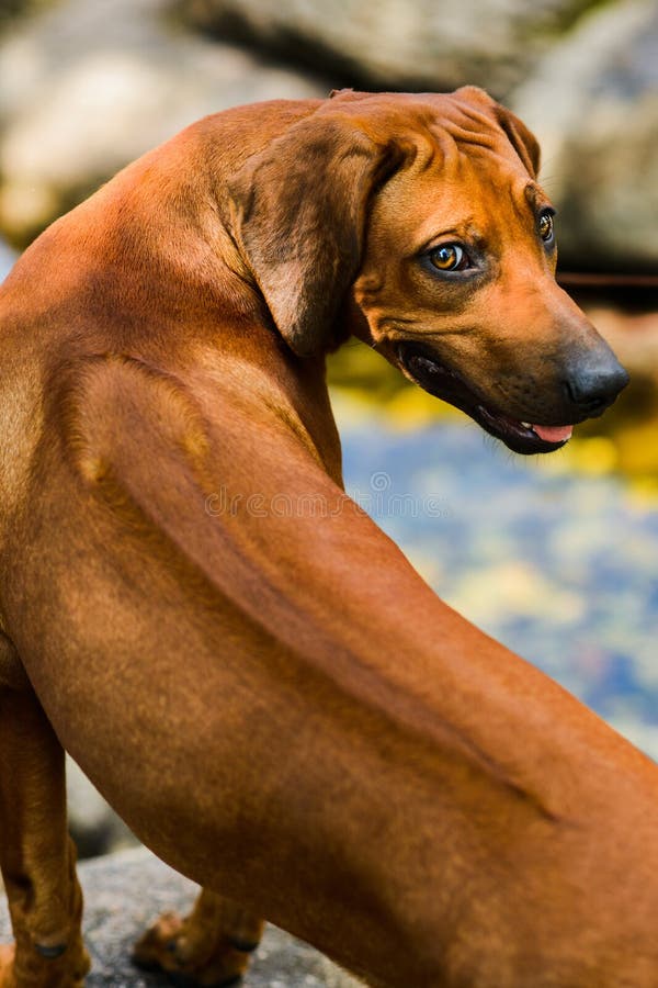 Rhodesian Ridgeback Que Muestra Su Canto Imagen de archivo - Imagen de ...