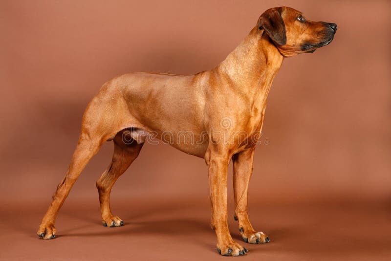 Rhodesian Ridgeback in a Rack Stock Photo - Image of cute, shoulders ...