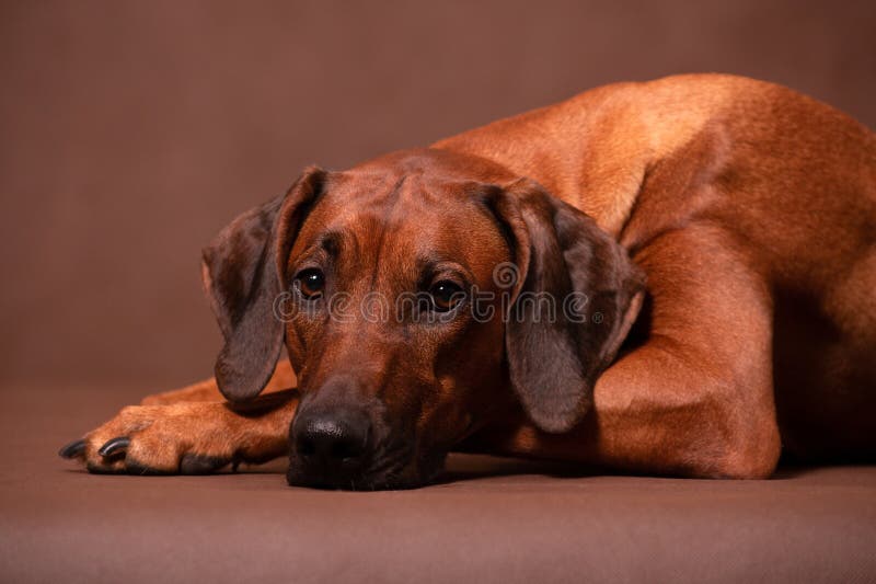 Rhodesian Ridgeback Resting on a Brown Background in the Studio Stock ...