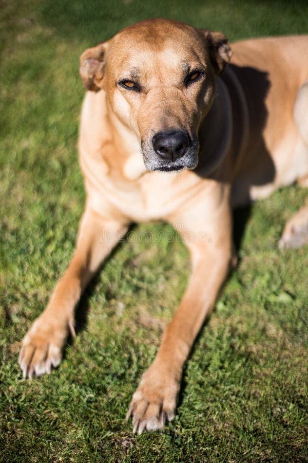 Rhodesian Ridgeback - Resting on the Green Grass Stock Image - Image of ...
