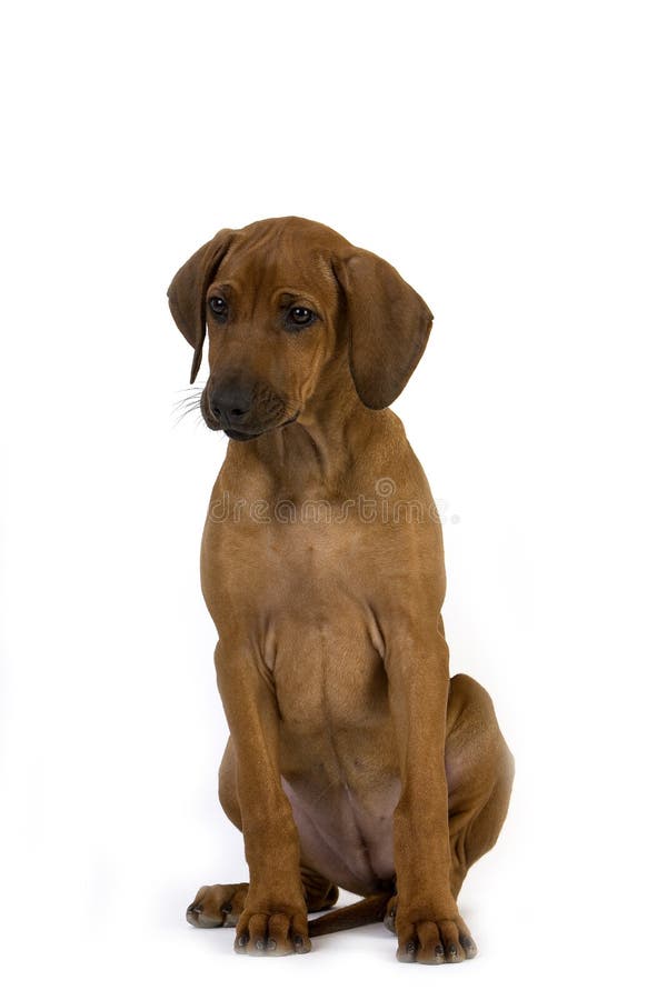 RHODESIAN RIDGEBACK stock image. Image of puppy, dogs - 170184315
