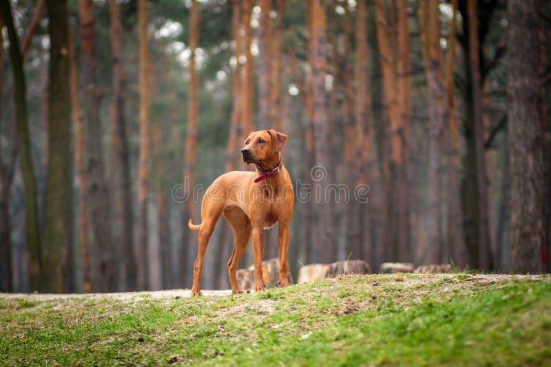 Rhodesian Ridgeback stock photo. Image of ridg, rhodesian - 101497836