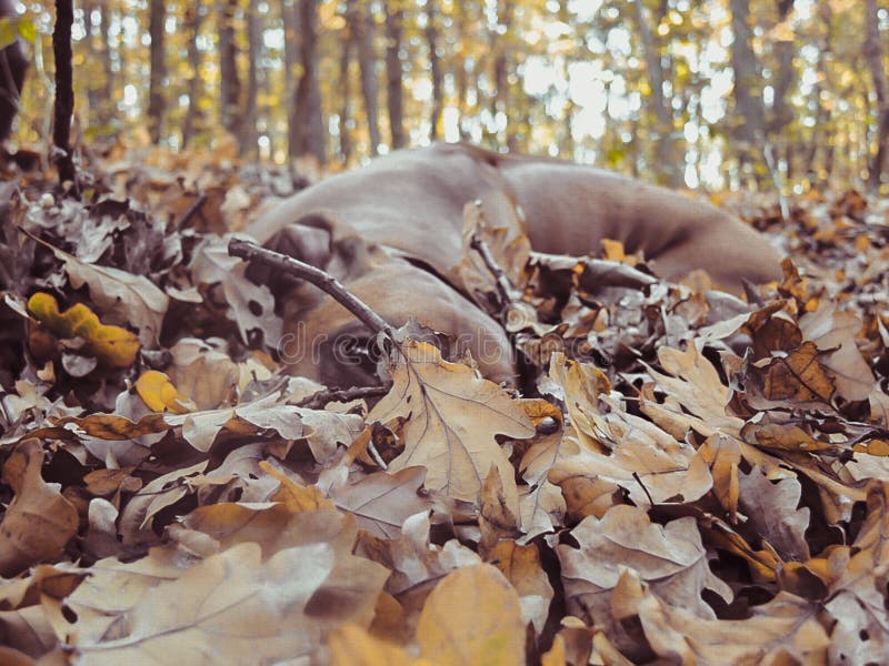 Rhodesian Ridgeback is Rolling in Leaves Stock Image - Image of park ...
