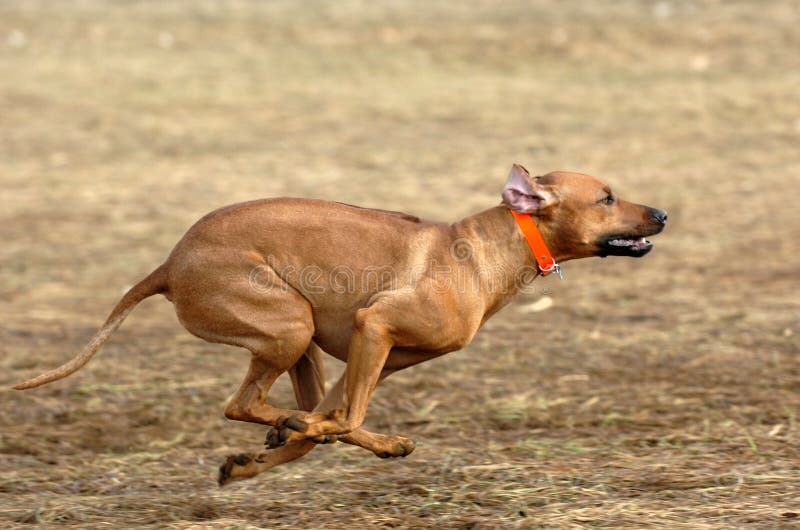 Funny Rhodesian Ridgeback Buddies Stock Image - Image of activity, eyes ...