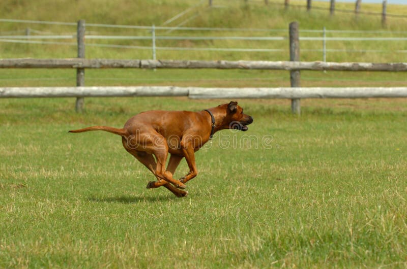 Rhodesian Ridgeback Running Stock Image - Image of alone, happy: 2800223