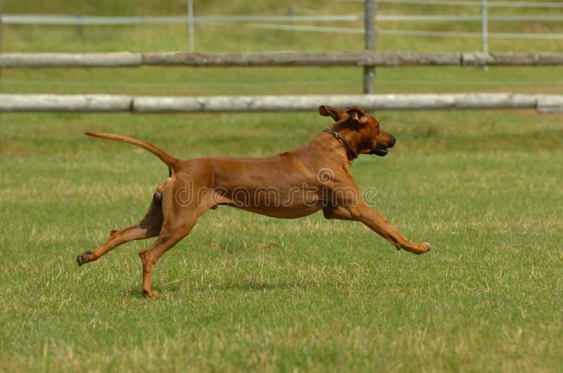 English pointer running stock image. Image of running - 3451919