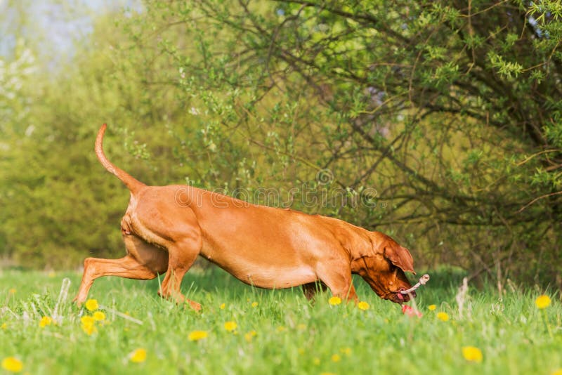 Rhodesian Ridgeback Running on the Meadow Stock Photo - Image of catch ...