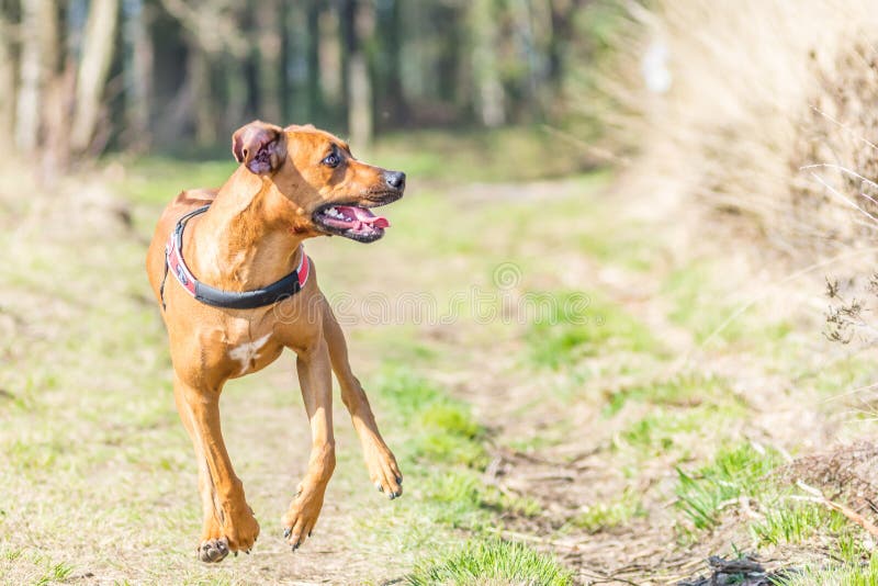 Rhodesian Ridgeback Running Stock Image - Image of colar, looking: 90757927