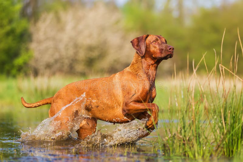 Rhodesian Ridgeback Running through the Water Stock Image - Image of ...