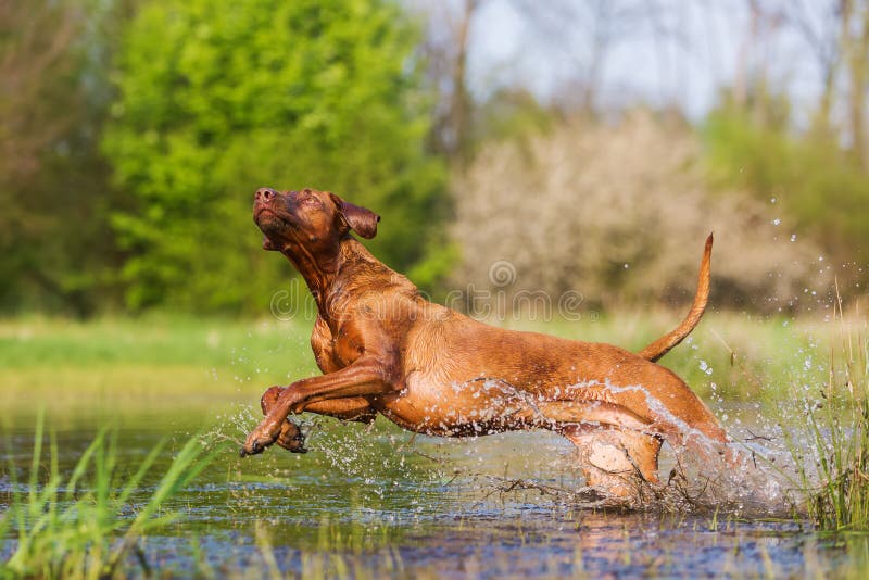 Rhodesian Ridgeback Running through the Water Stock Photo - Image of ...
