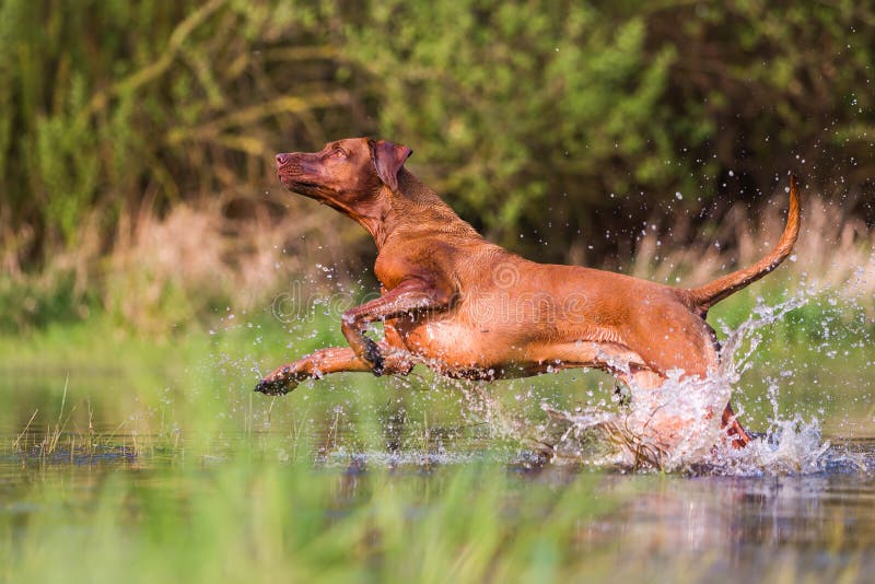Rhodesian Ridgeback Running through the Water Stock Photo - Image of ...