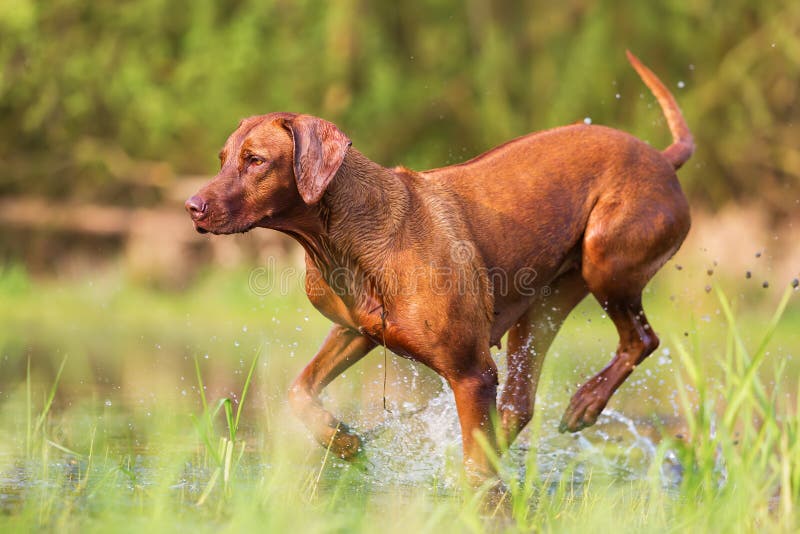 Rhodesian Ridgeback Running through the Water Stock Image - Image of ...