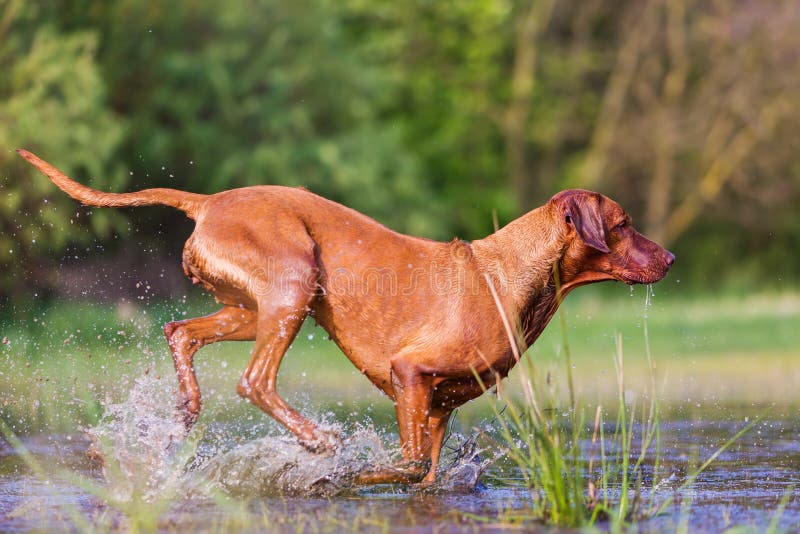 Rhodesian Ridgeback Running through the Water Stock Image - Image of ...