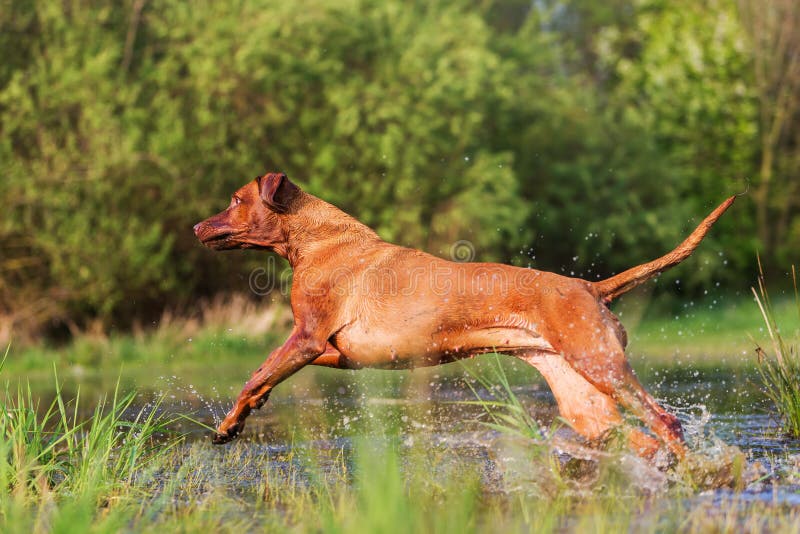 Rhodesian Ridgeback Running through the Water Stock Photo - Image of ...