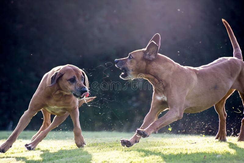 Two dogs playing with ball stock photo. Image of sheep - 13585972