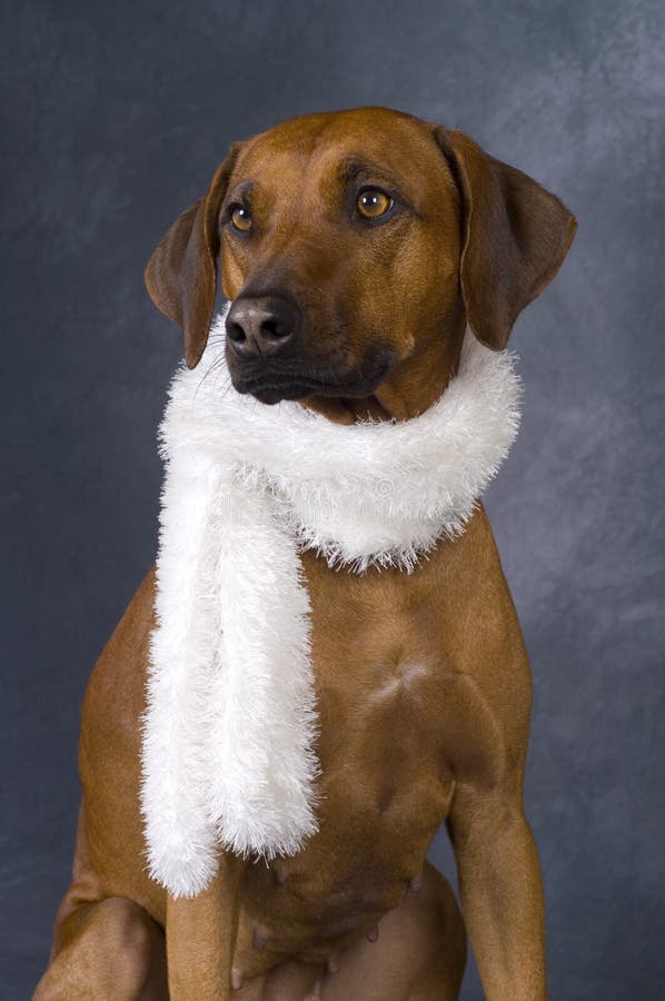 Rhodesian ridgeback sick stock photo. Image of canines - 7097136