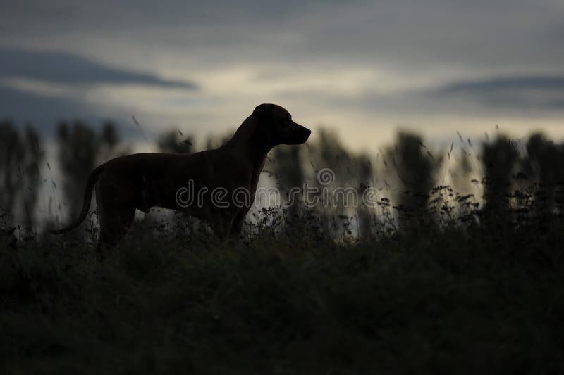 Ridge on Back of Rhodesian Ridgeback Stock Image - Image of long ...