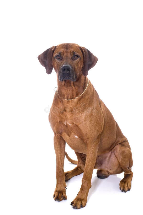 Rhodesian Ridgeback laying stock photo. Image of breed - 7000342